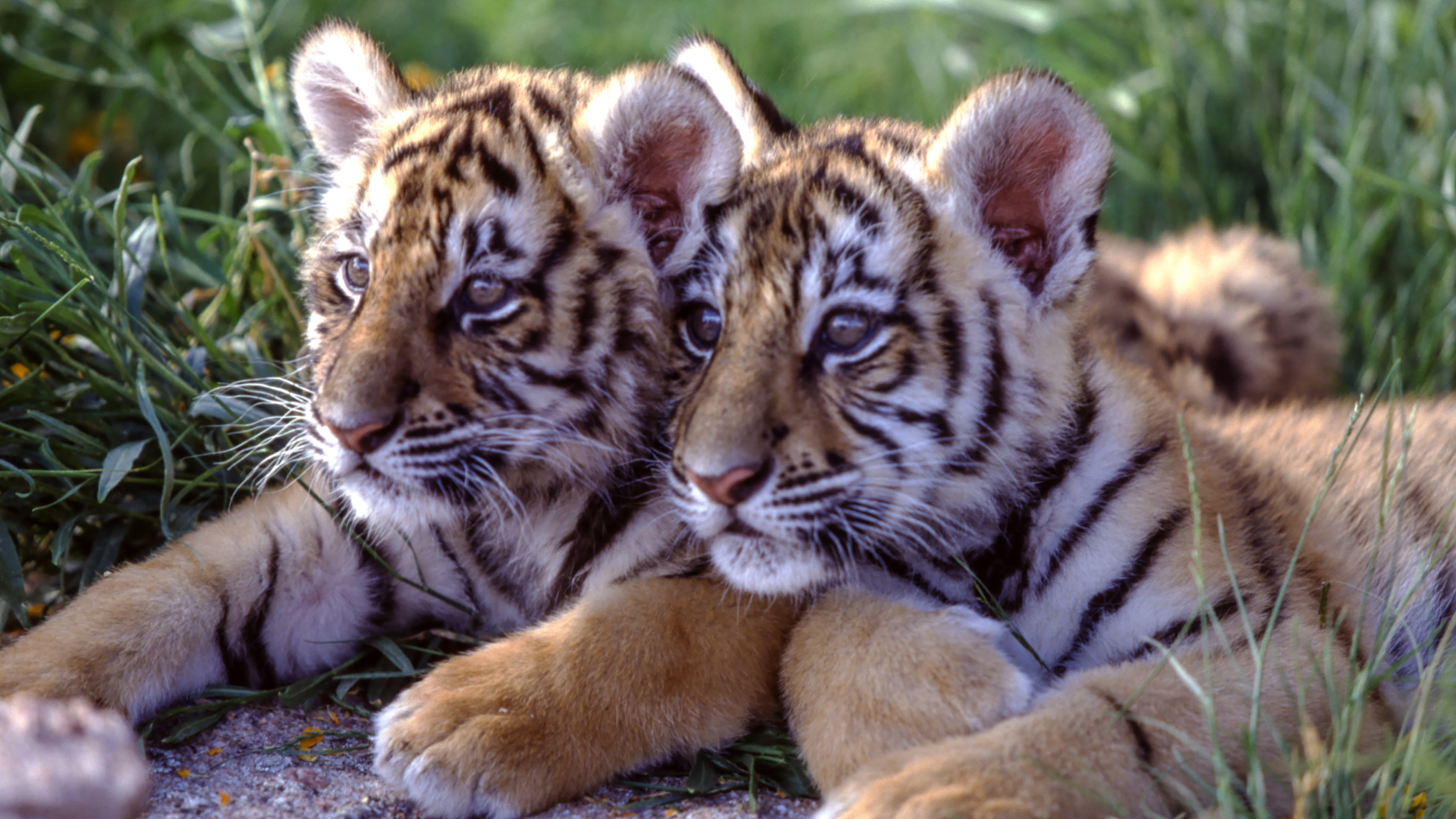 ‘Troublemaker’ Twin Tiger Cubs Won’t Stop Until They Get Mom to Play ...