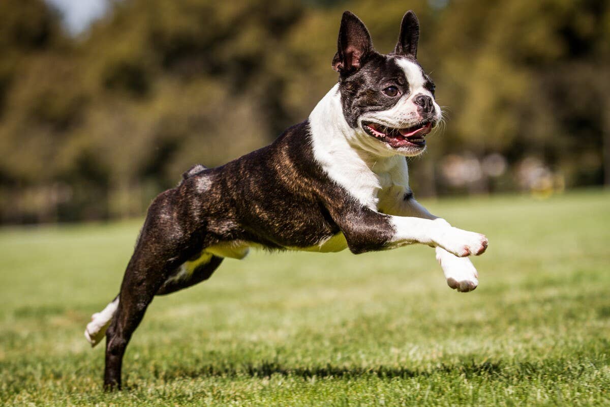 Tiny Boston Terrier’s Energetic Game With Massive Ball Will Make Anyone ...