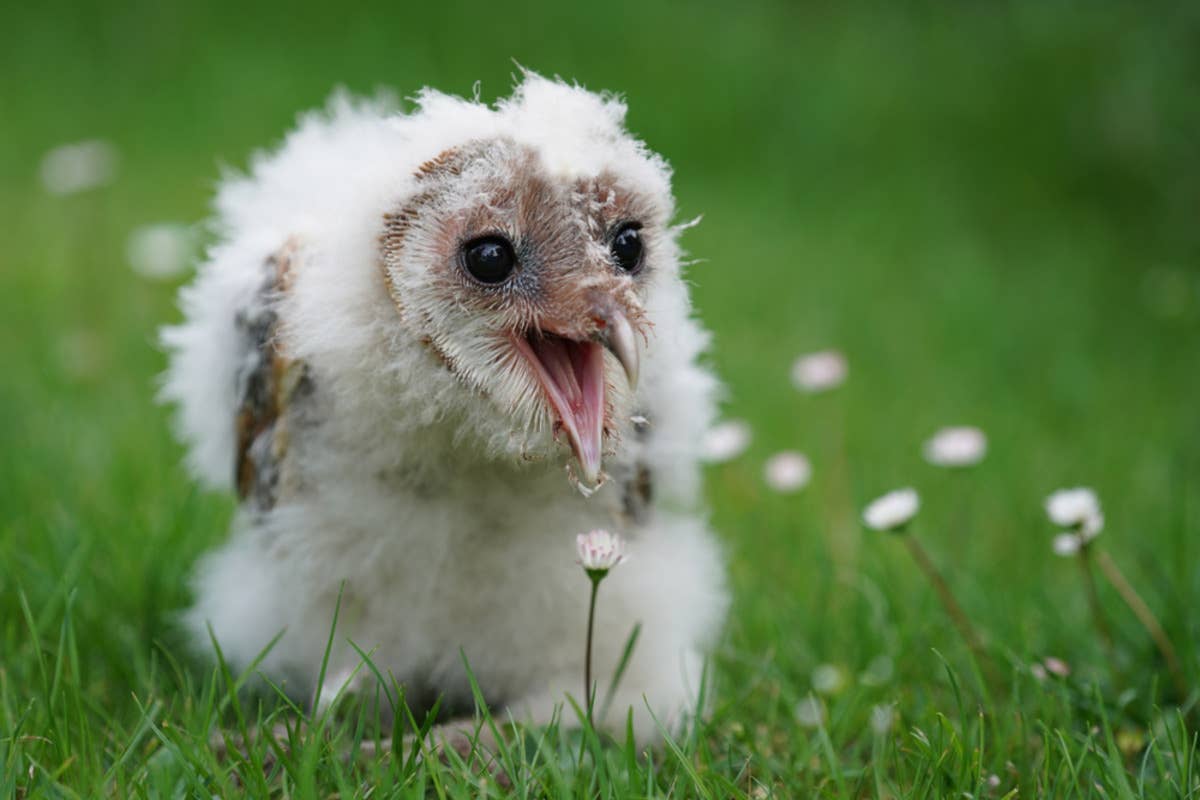 Six-Week Size Difference Between Two Spectacled Owls Is Mind-Blowing ...