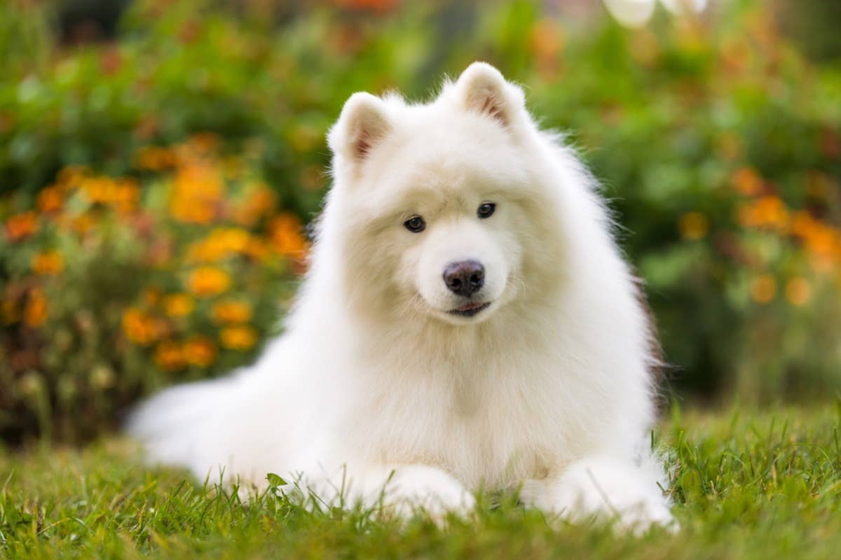Samoyed Puppy Hearing Thunder and Feeling Rain for the First Time Is a ...