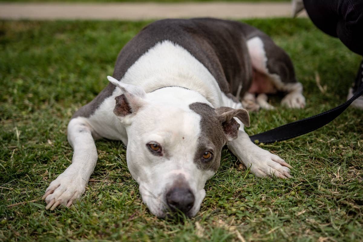 Pit Bulls: Cute Clips, Sweet Stories & Breed Highlights - PetHelpful