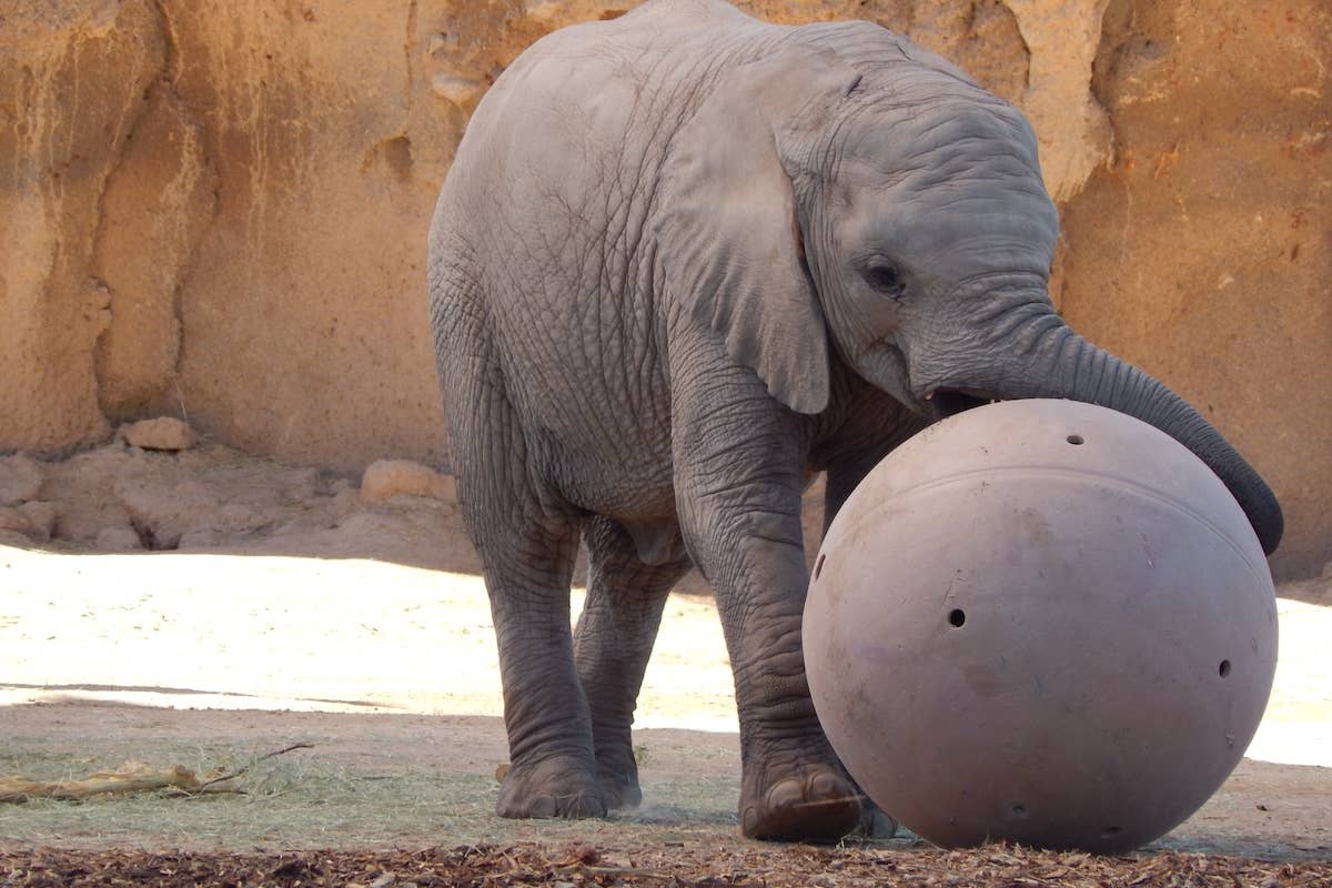 Baby Elephant Practicing for the World Cup Is on Fire - PetHelpful