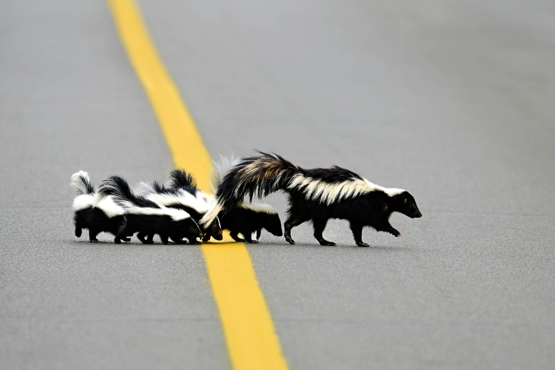 Baby Skunks Try To Cross the Street but Immediately Forget How It Works ...