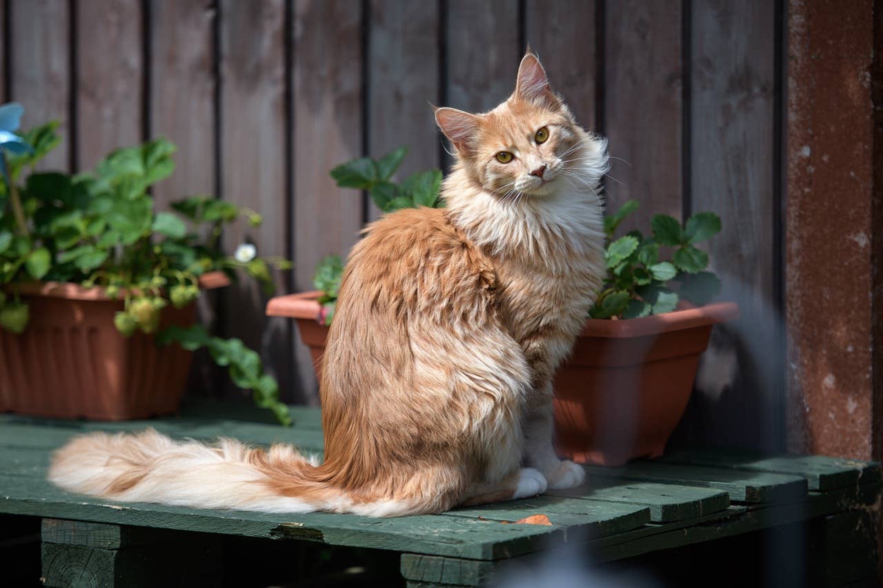 200 Irish Names for Cats With Meanings (Gaelic, Celtic Inspired ...
