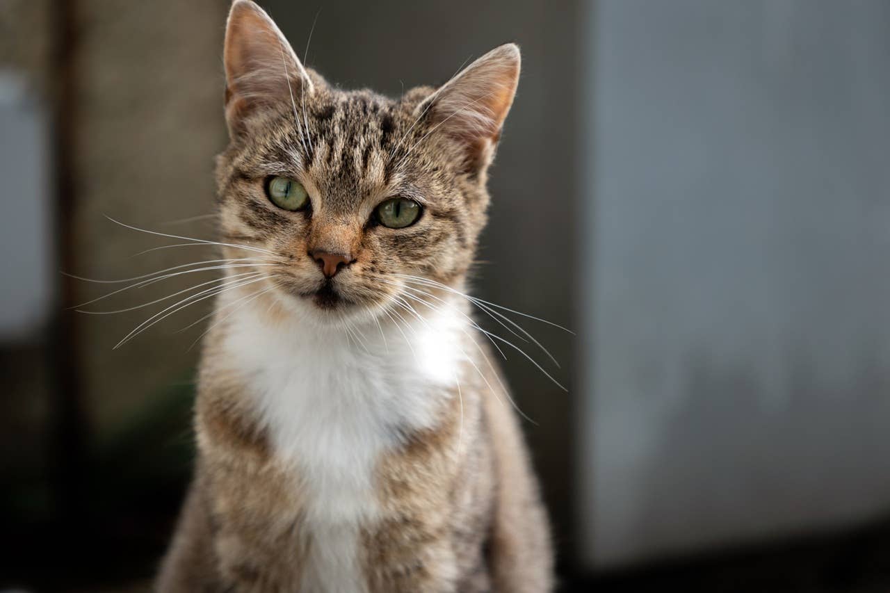 200 Irish Names for Cats With Meanings (Gaelic, Celtic Inspired ...