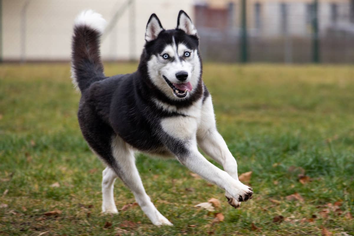 Siberian Husky - PetHelpful