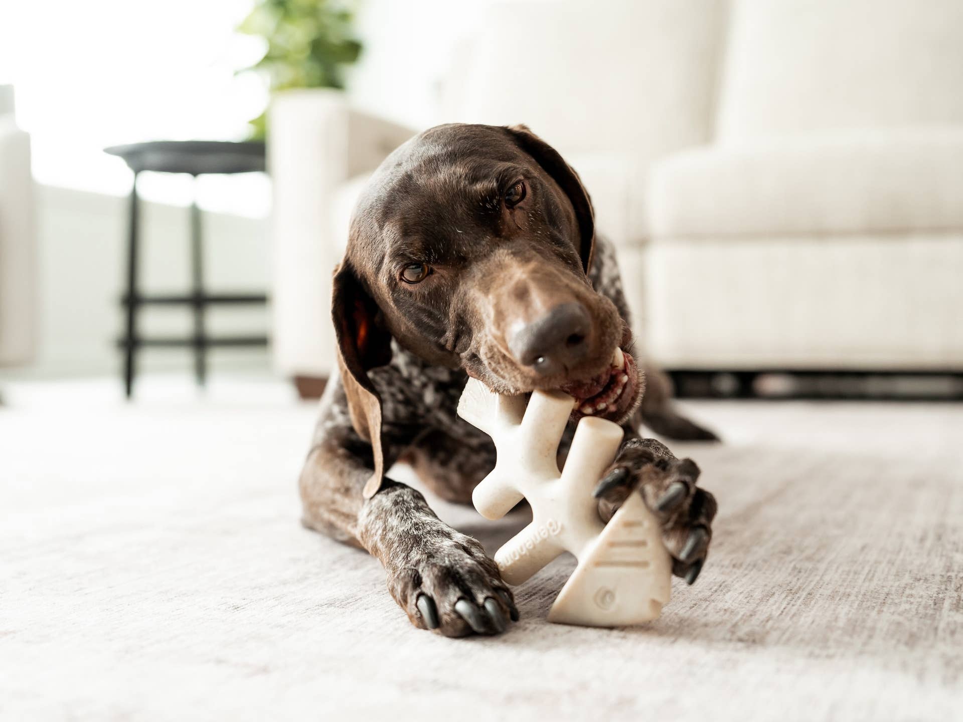 Go Green With Benebone's Newest Plant-Based Dog Chew Line - PetHelpful