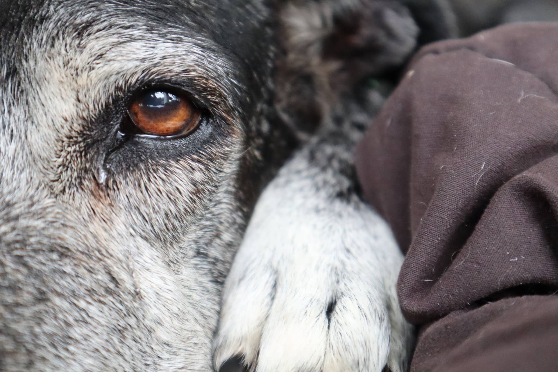 Injured Great Dane’s Journey From ‘Euthanasia Deadline’ to a ‘Warm Bed ...