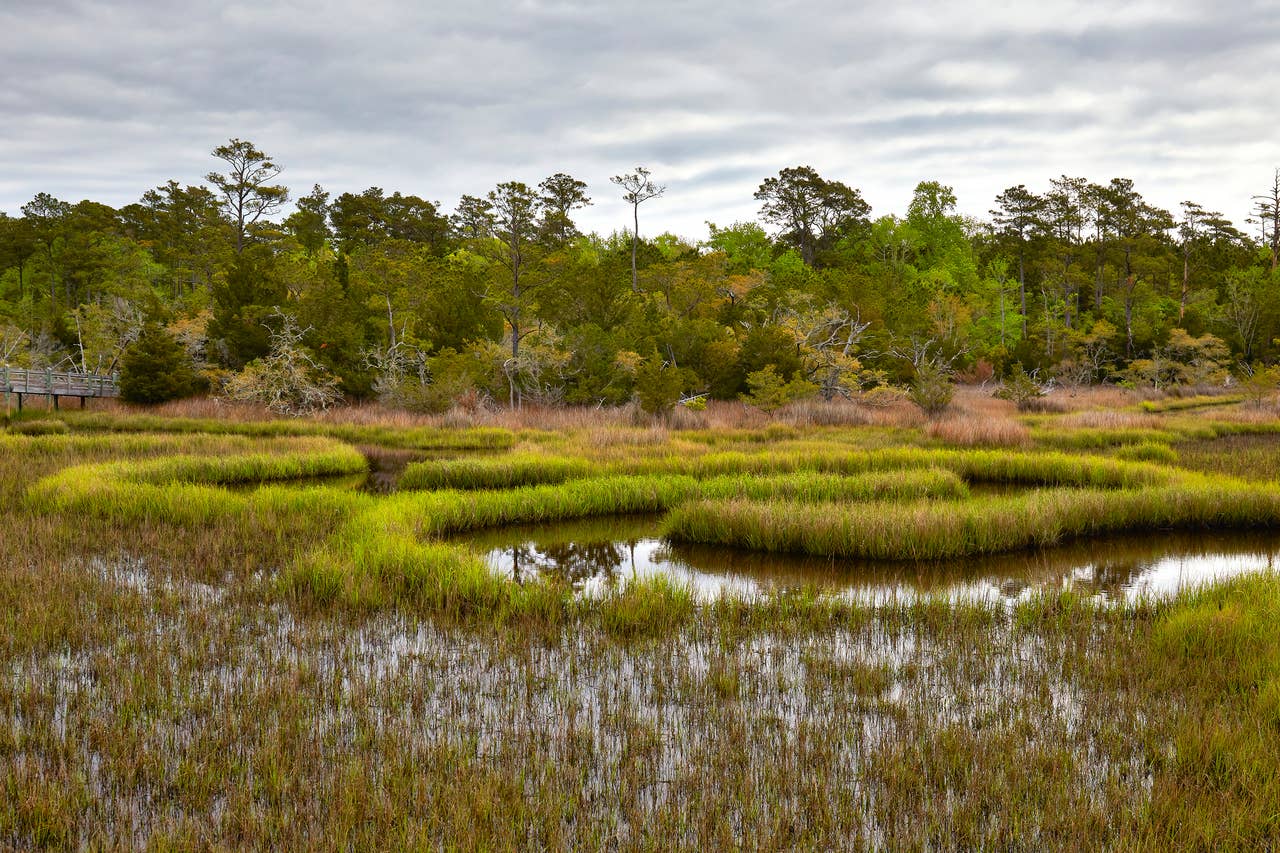 9 Most Rattlesnake-Infested Areas in North Carolina - PetHelpful