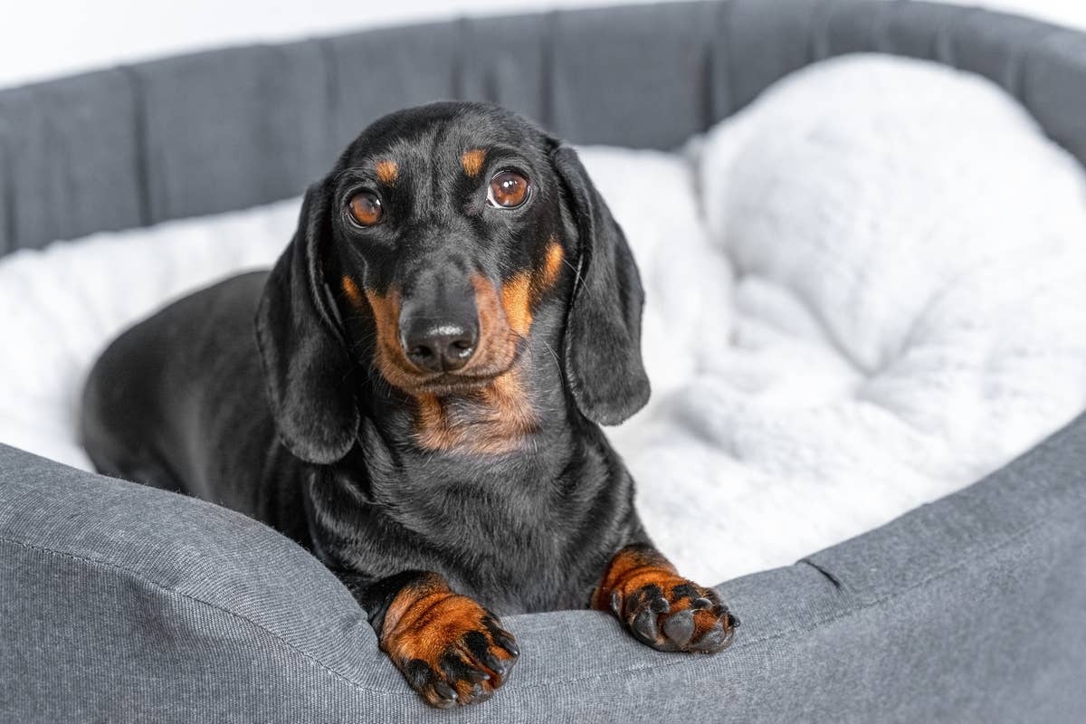 No. 1 'Best Dog Breed for Apartment Living' Is an Adorable, Easy-Going ...