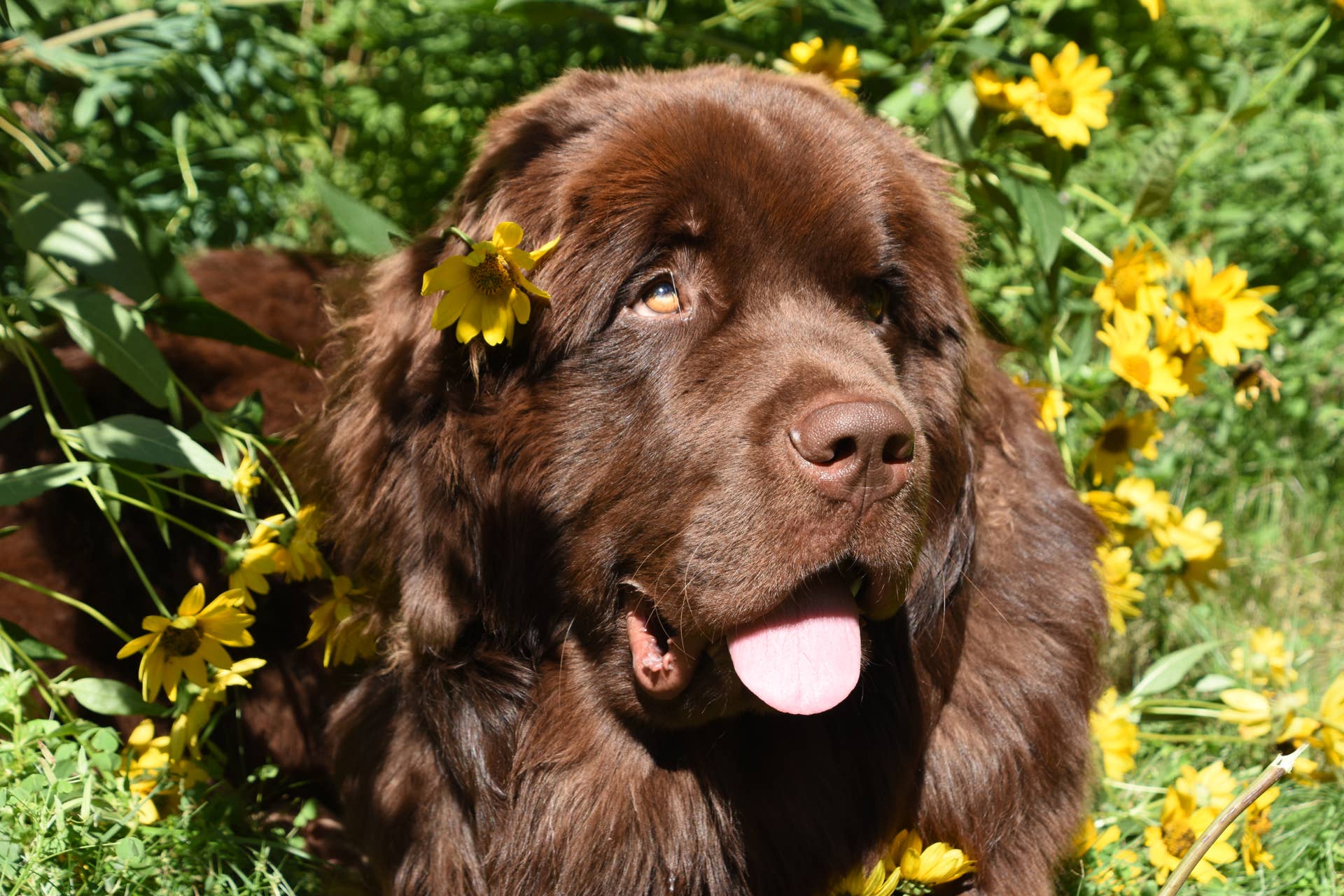 Giant Newfie Helps Tiny Grandma Garden in the Cutest Way Possible ...