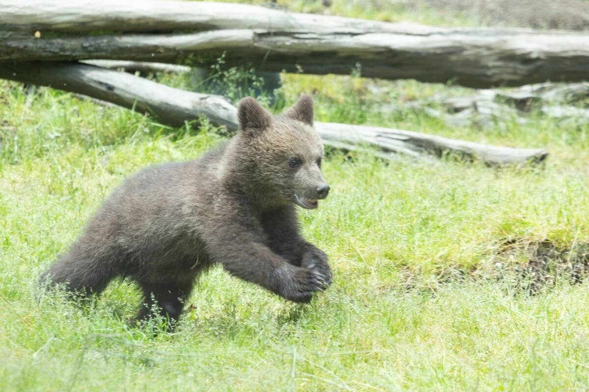 Precious Video of Baby Bear Cub Waving to Humans Is Going Viral ...