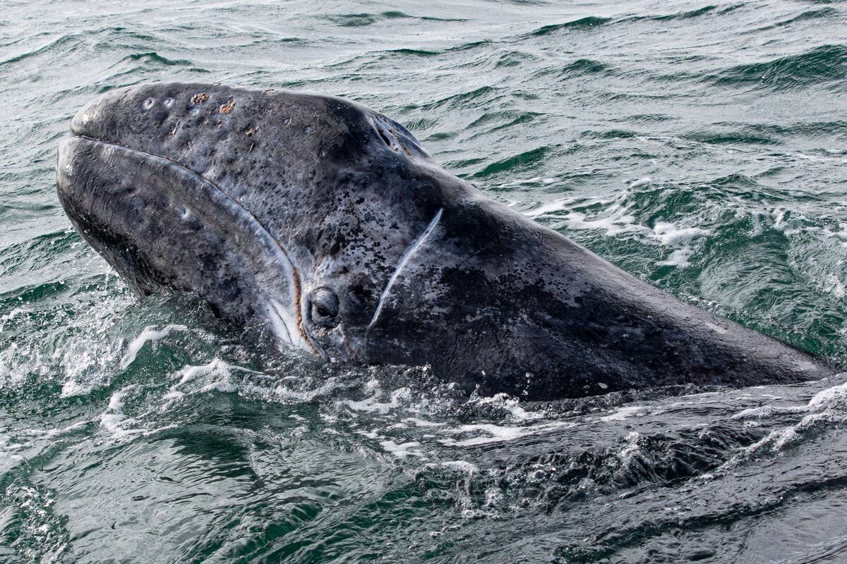 Viral Footage of Windsurfer Colliding With Whale in San Francisco Bay ...