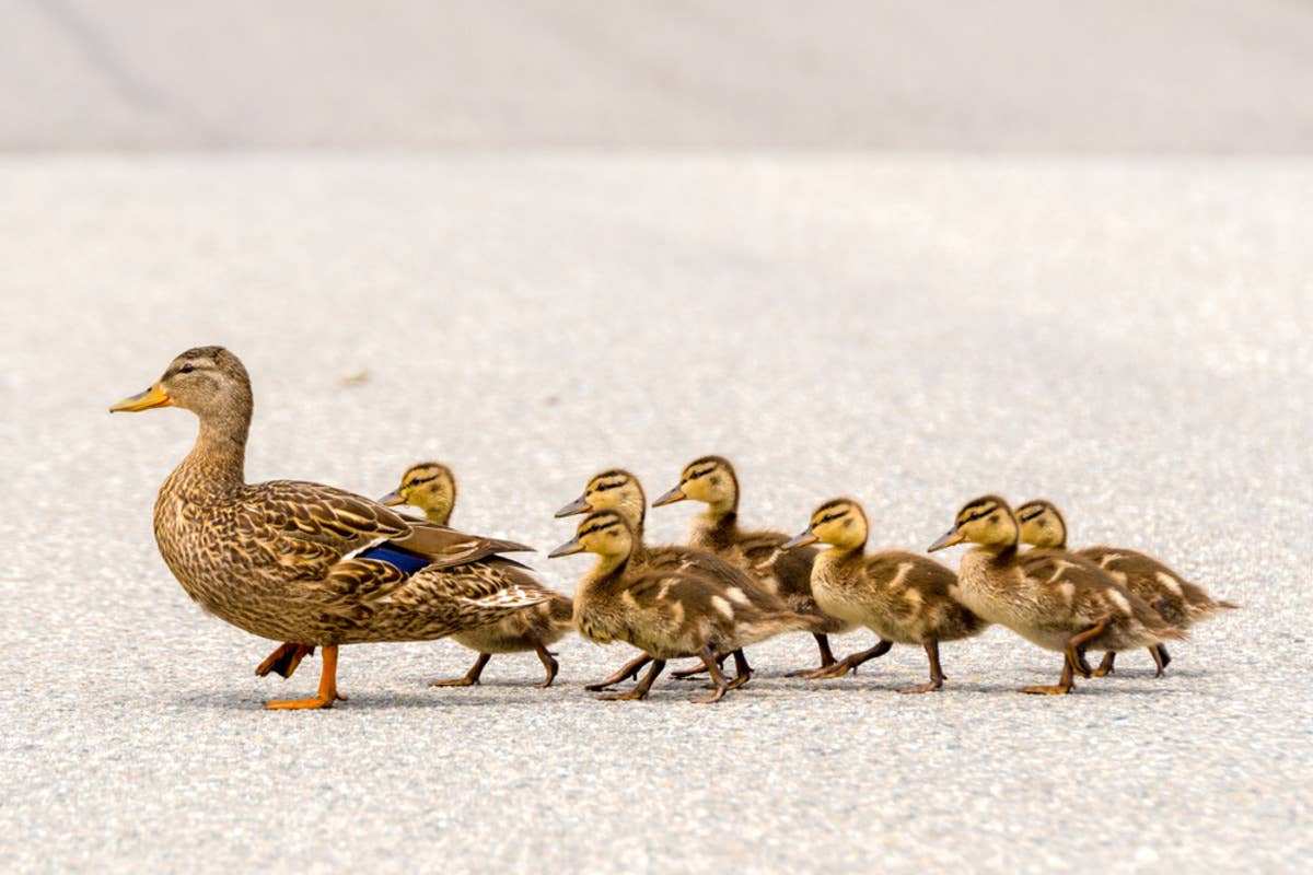 People Are Cracking Up Over This Mama Duck's Relatable Parenting Moment ...