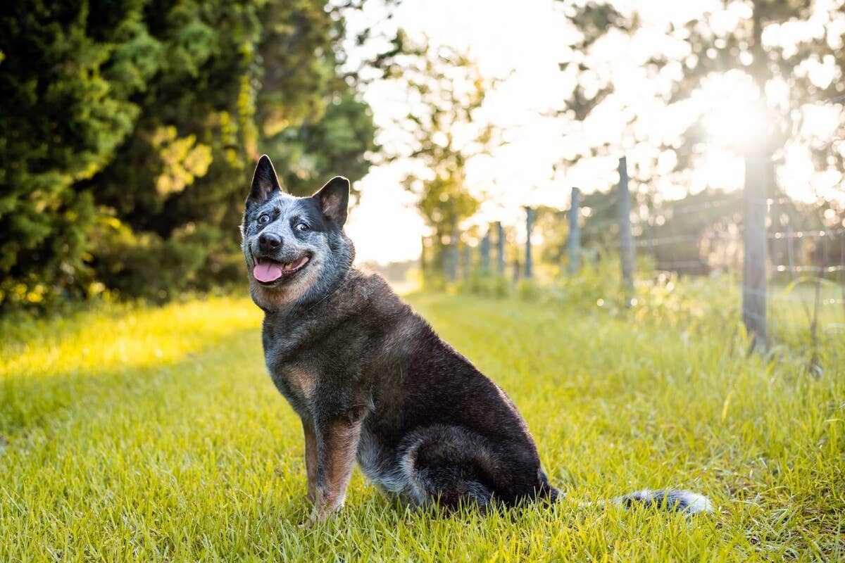 Which Dogs Drool the Most? Top 8 Most Slobbery Breeds - PetHelpful