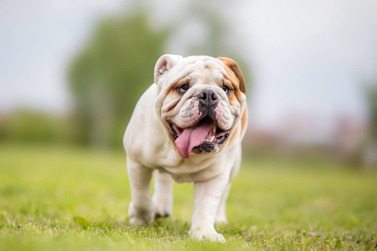 How to Shorten a Dog's Quick - PetHelpful