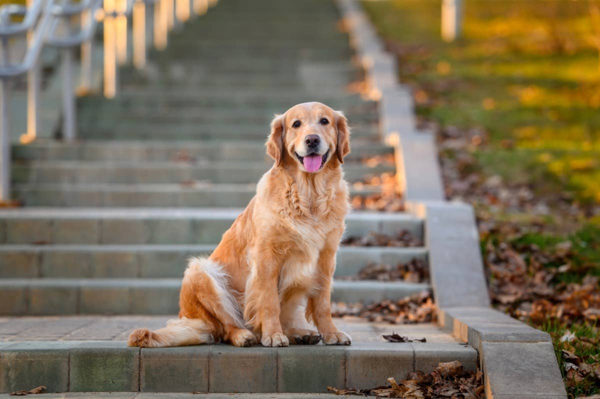 Golden Retriever’s ‘Stair Woos’ Have the Entire Internet Smitten ...