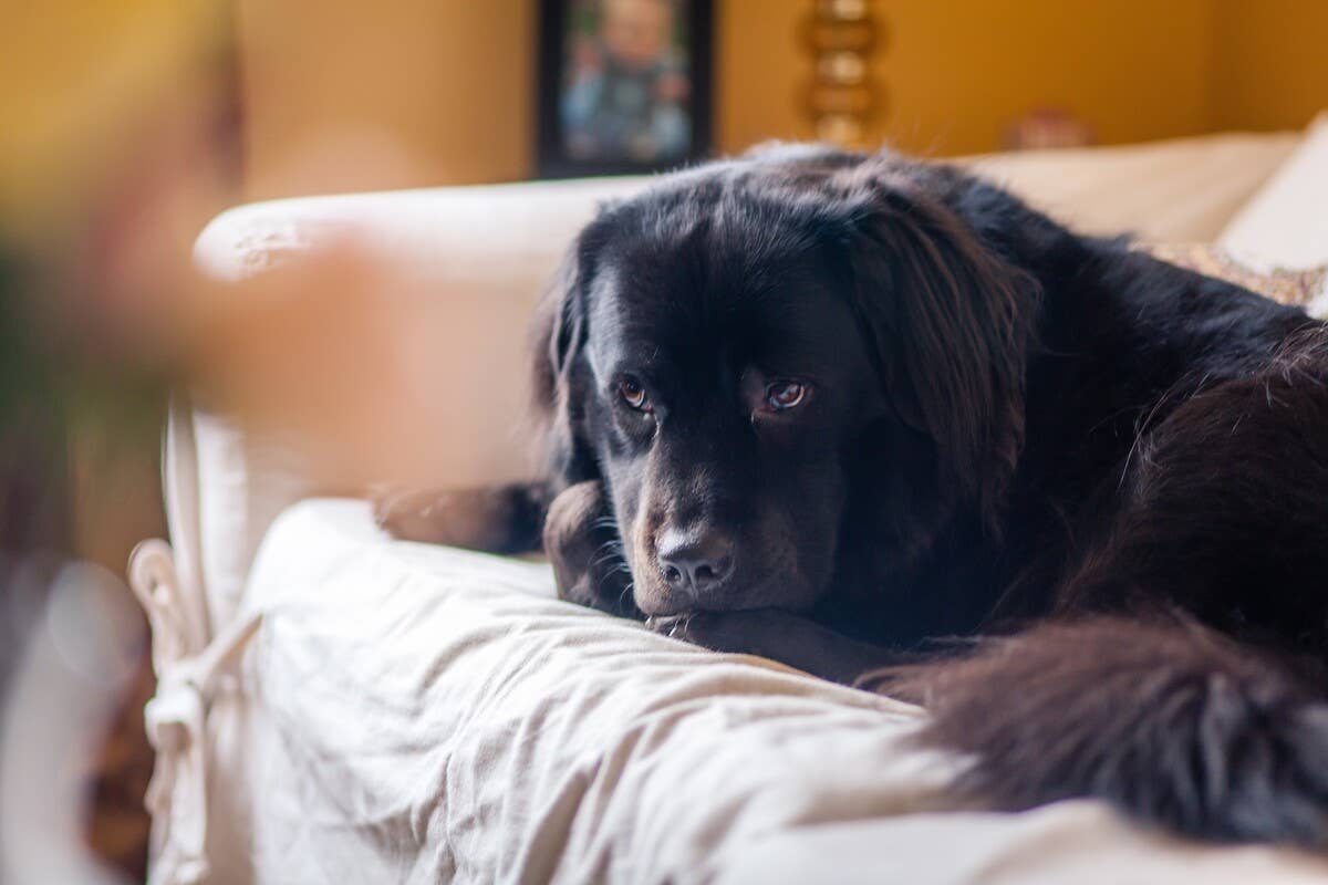 Precious Newfy Getting Treated To Fresh ‘Pupcakes’ at Grandma’s Before ...