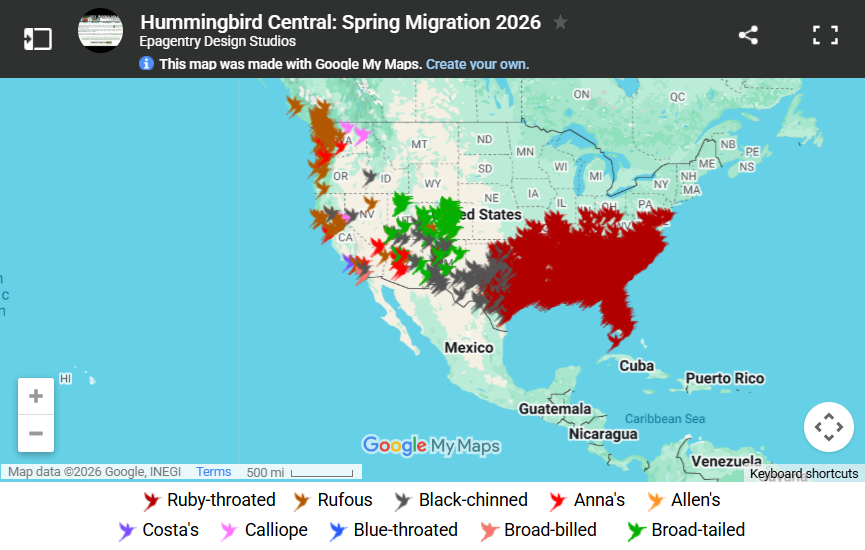 Hummingbird Spring Migration Map 2026: When and Where - PetHelpful