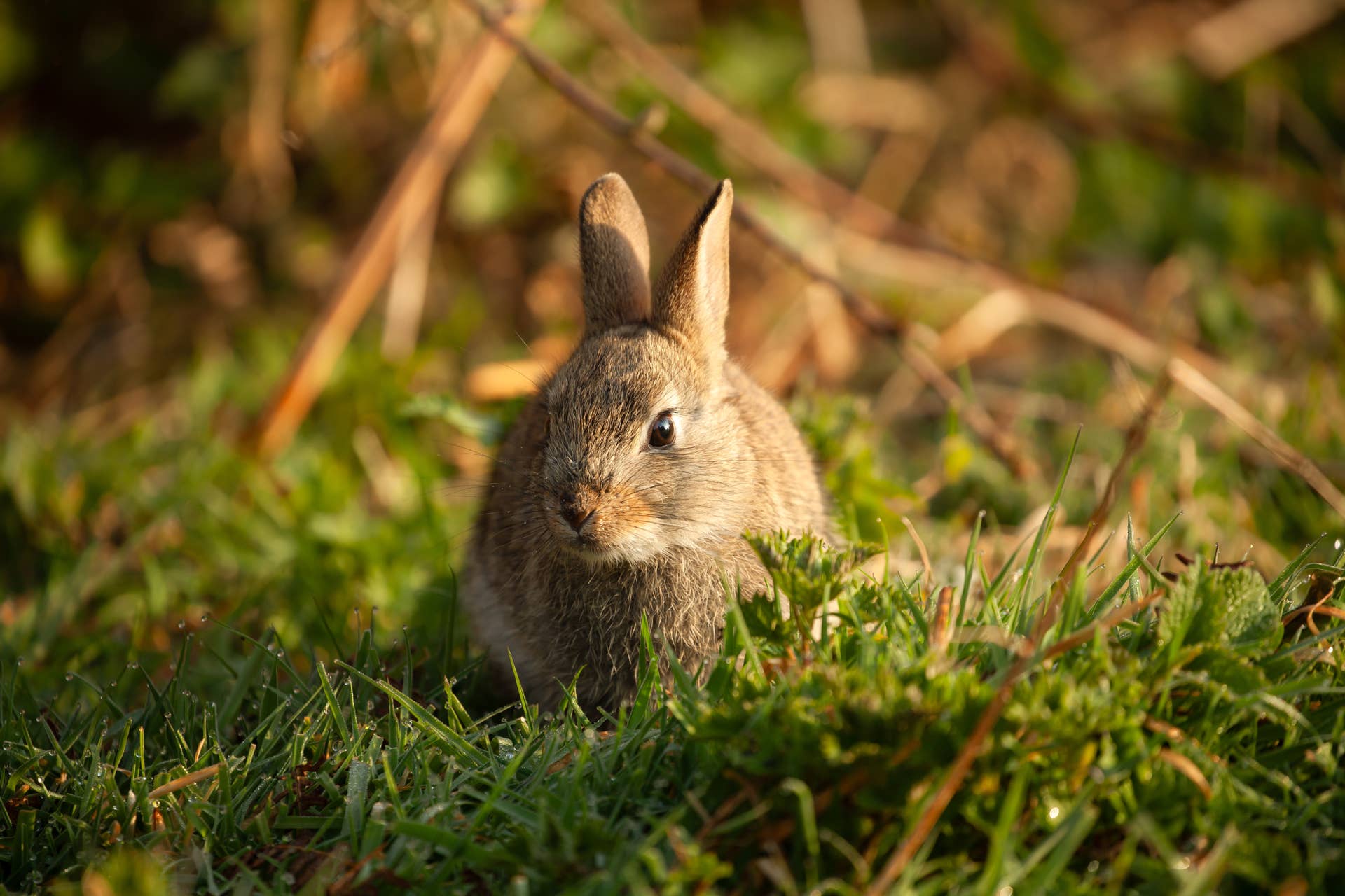 Wildlife Photographer Captured Beautiful Footage of a Baby Bunny ...