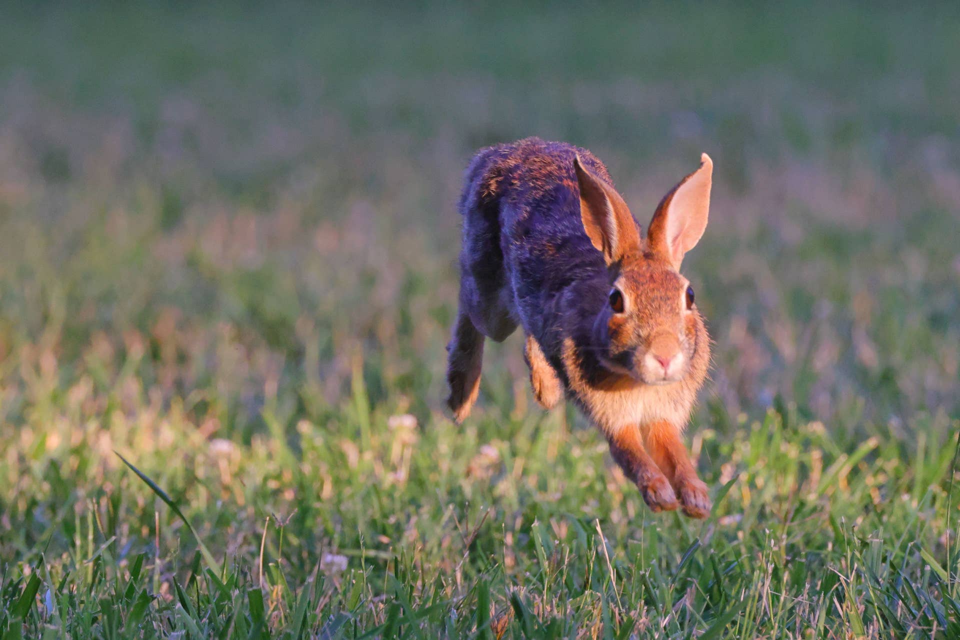 Wildlife Photographer Captured Beautiful Footage of a Baby Bunny ...