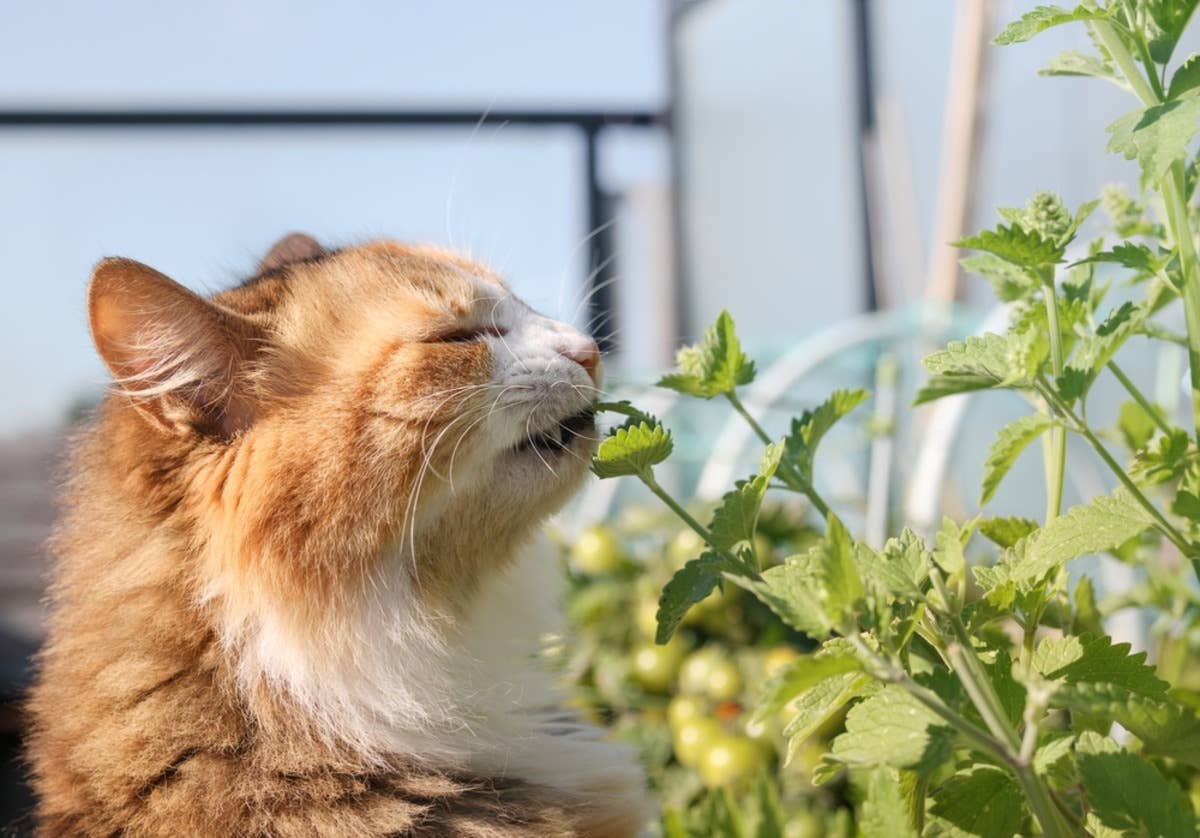 This Stray Cat’s Catnip Discovery at Home Depot Is Going Viral - PetHelpful