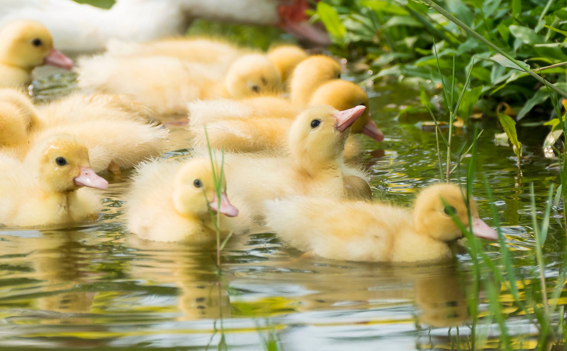 5 Ducklings Fell Into a Storm Drain — Then Something Unexpected ...