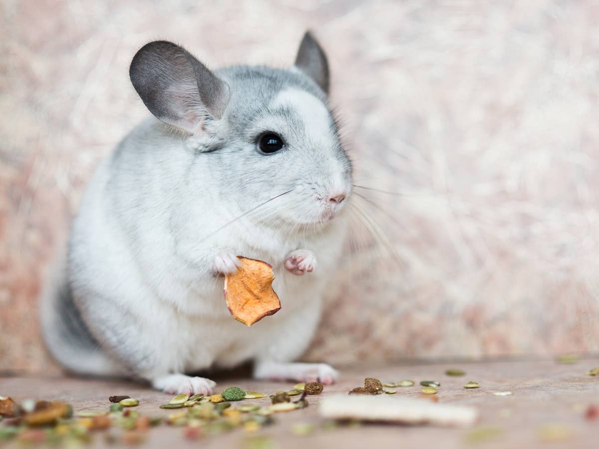 275 Chinchilla Names With Meanings: Cute, Unique Name Ideas - PetHelpful