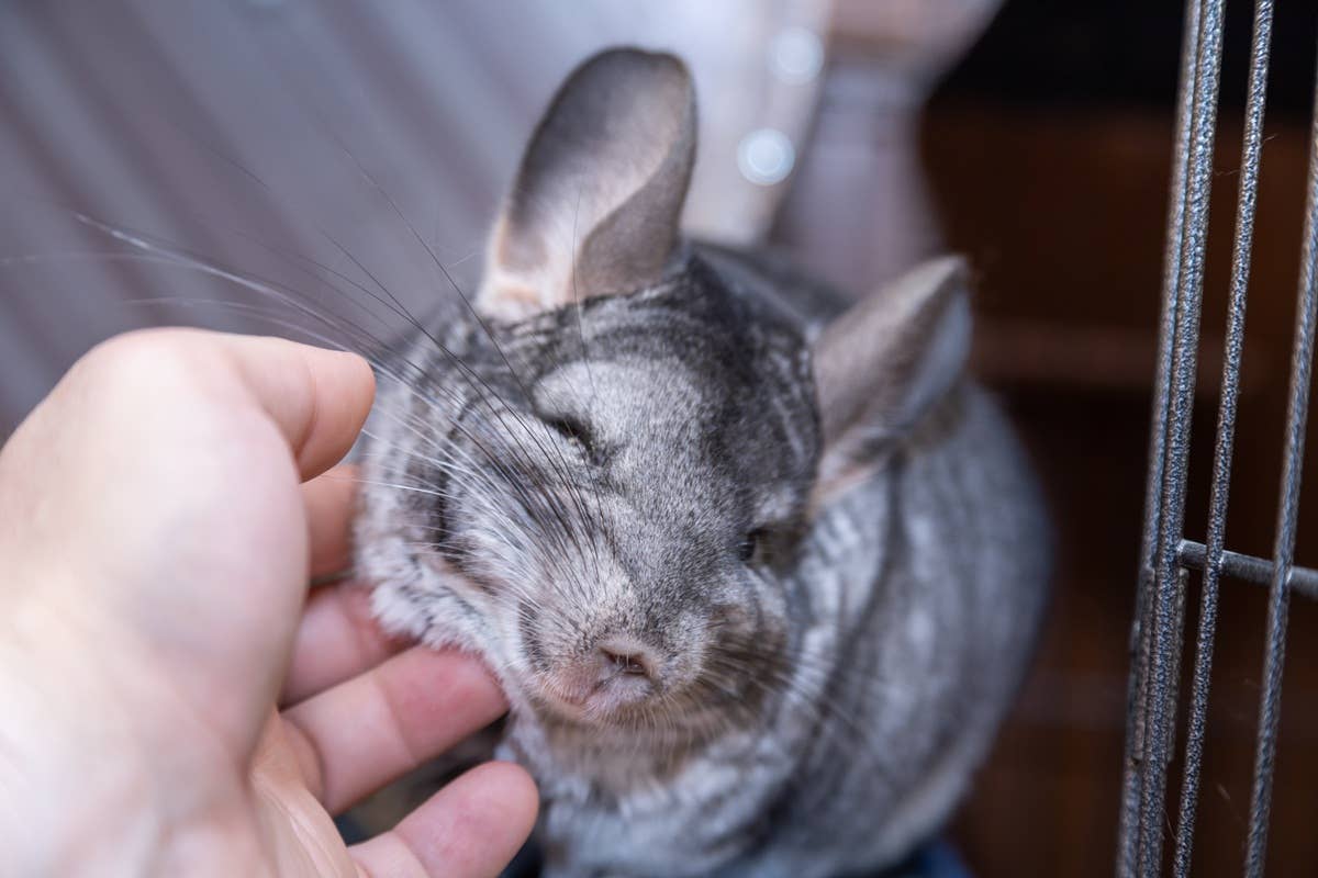 275 Chinchilla Names With Meanings: Cute, Unique Name Ideas - PetHelpful