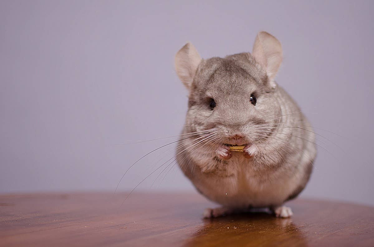 Exotic Pets - PetHelpful