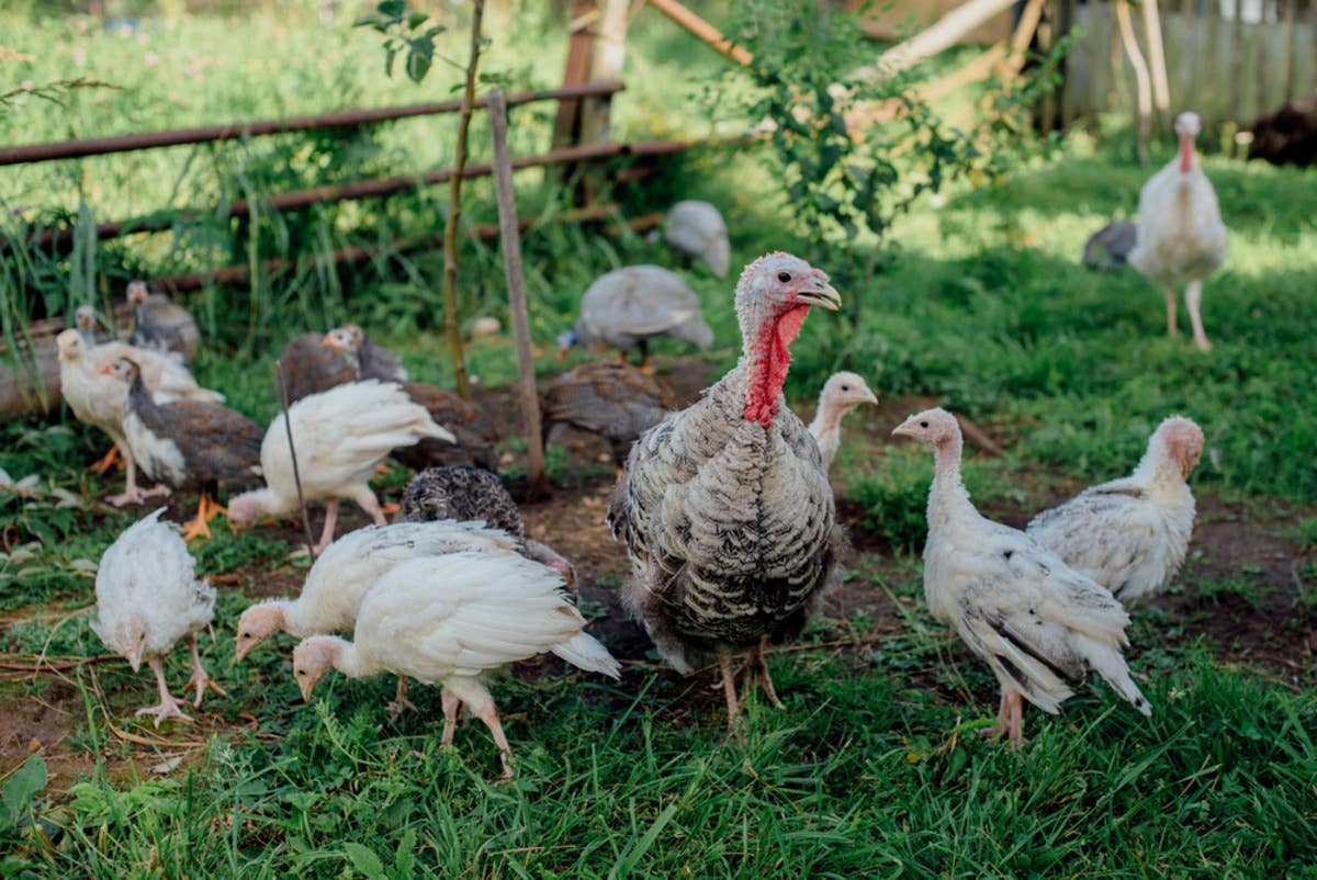 Barn Cat Has a 'Turkey Entourage' That Follows Him Everywhere - PetHelpful
