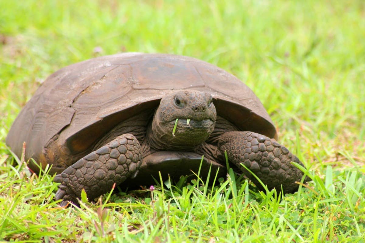Senior Border Collie Gets Frustrated When Tortoise Refuses to Throw His ...