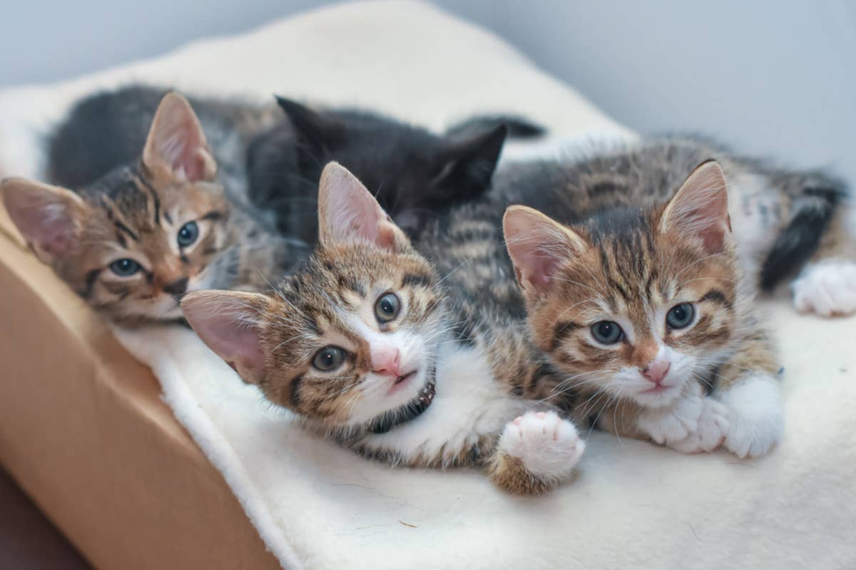 Kittens: Cute Moments, Adorable Clips & Sweet Photos - PetHelpful