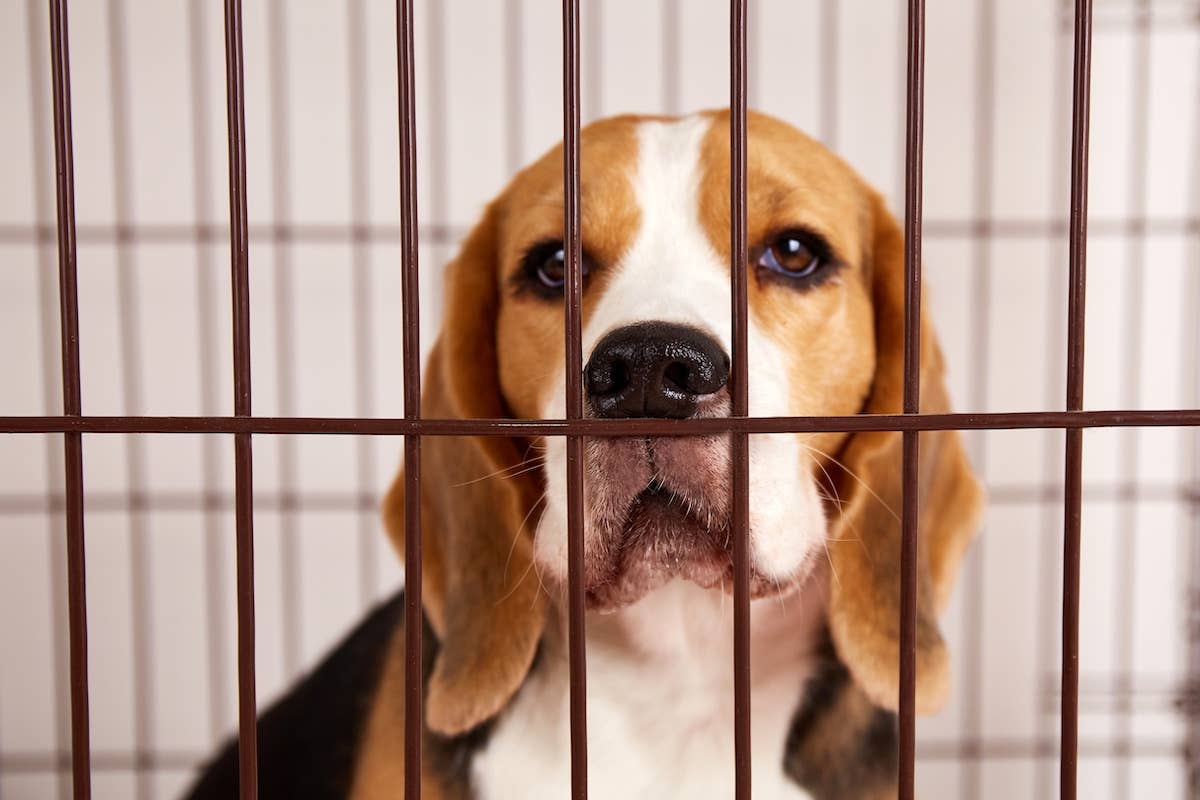 1,500 Beagles Bred for Labs Are Getting a Second Chance—How Rescuers ...