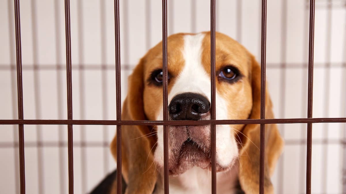 1,500 Beagles Bred for Labs Are Getting a Second Chance—How Rescuers ...