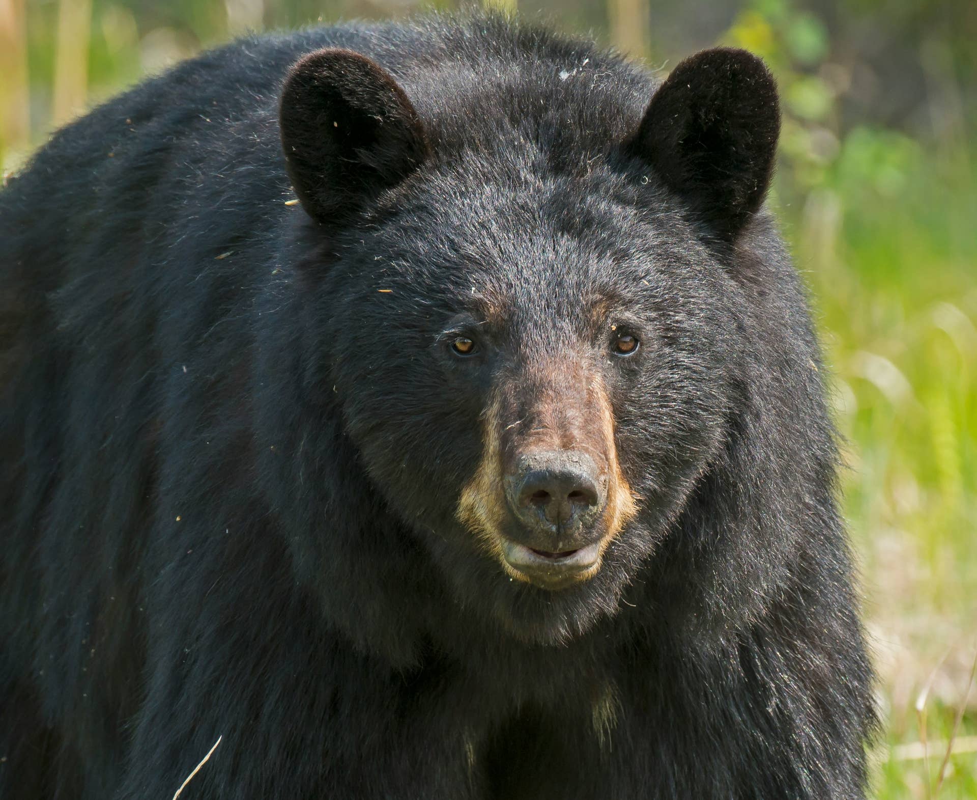 Mama Bear Seen Nursing Cubs Along Asheville Road Is Rare Sight - PetHelpful
