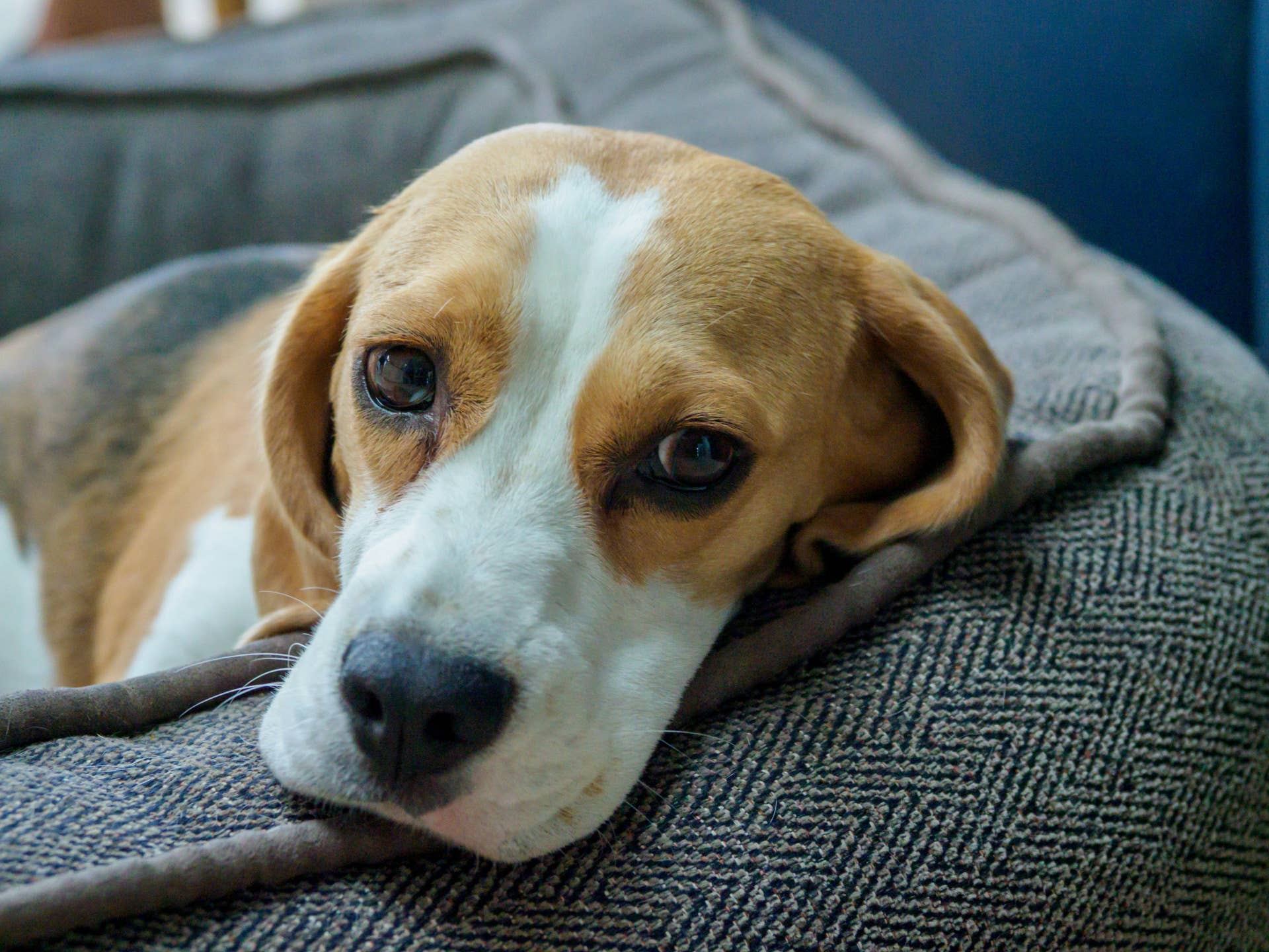 Vets Say This Hidden Outdoor Risk Can Make Dogs Seriously Sick - PetHelpful