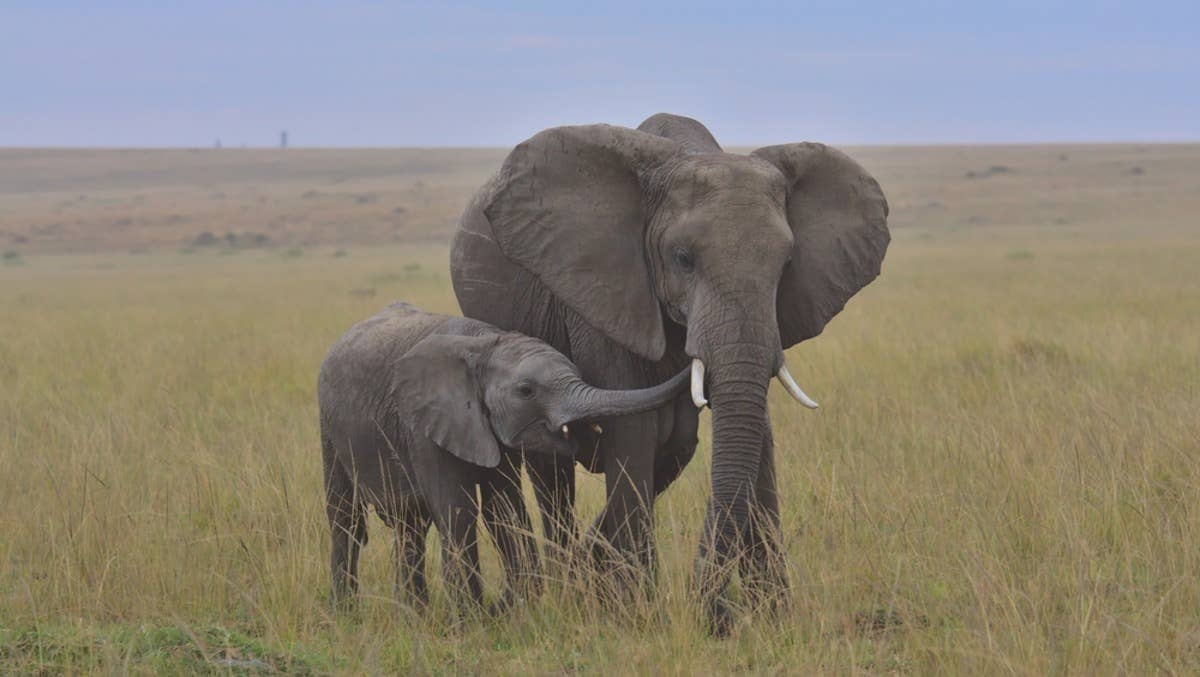 Sweet Video of Baby Elephant Reuniting With Mom Is Melting Hearts ...