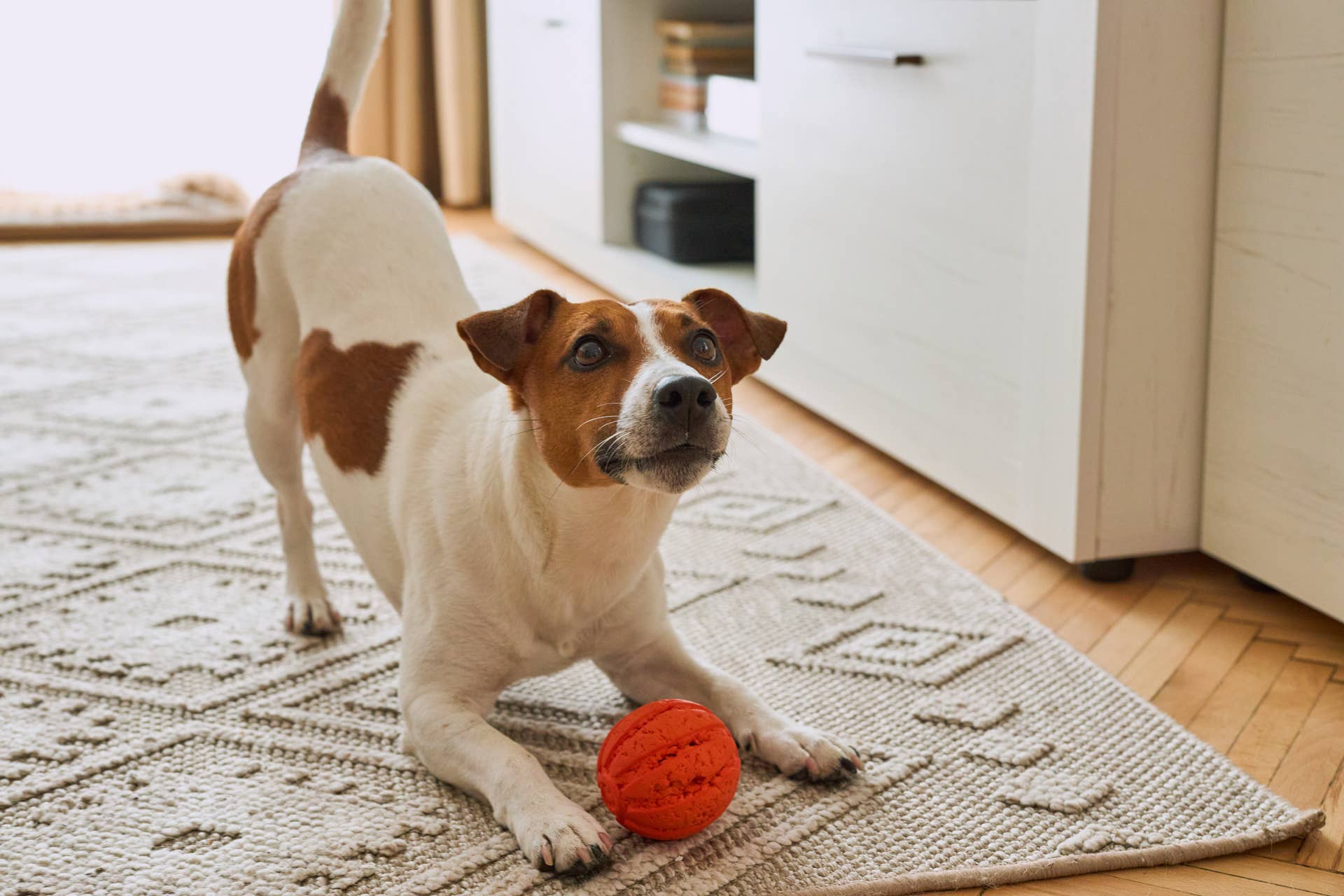 New Study Reveals Why Playing With Your Dog Is So Important - PetHelpful