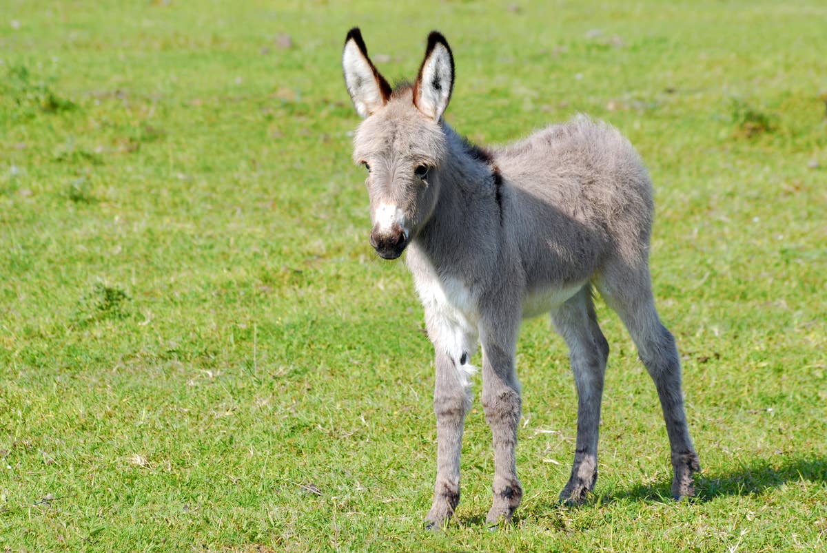 Donkey - PetHelpful