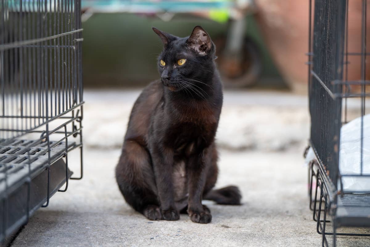 Shelter Cat - PetHelpful
