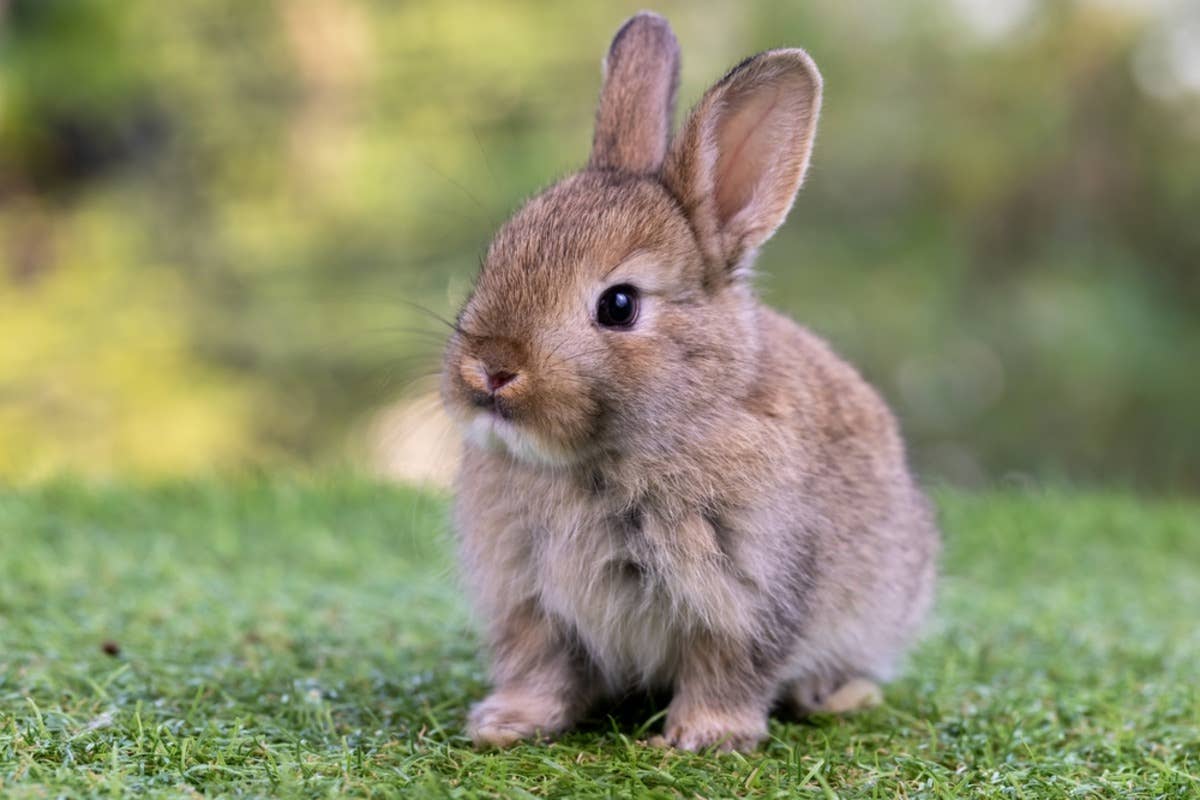 This Golden Retriever Won’t Stop Bringing Baby Bunnies Inside the House ...