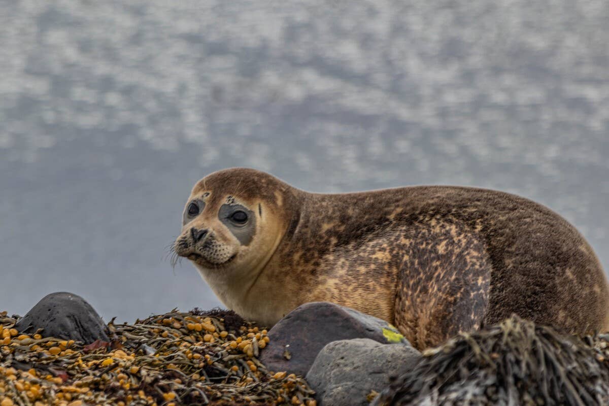 Viral Video of Injured Seal Waiting for Help Sparks Renewed Debate Over ...