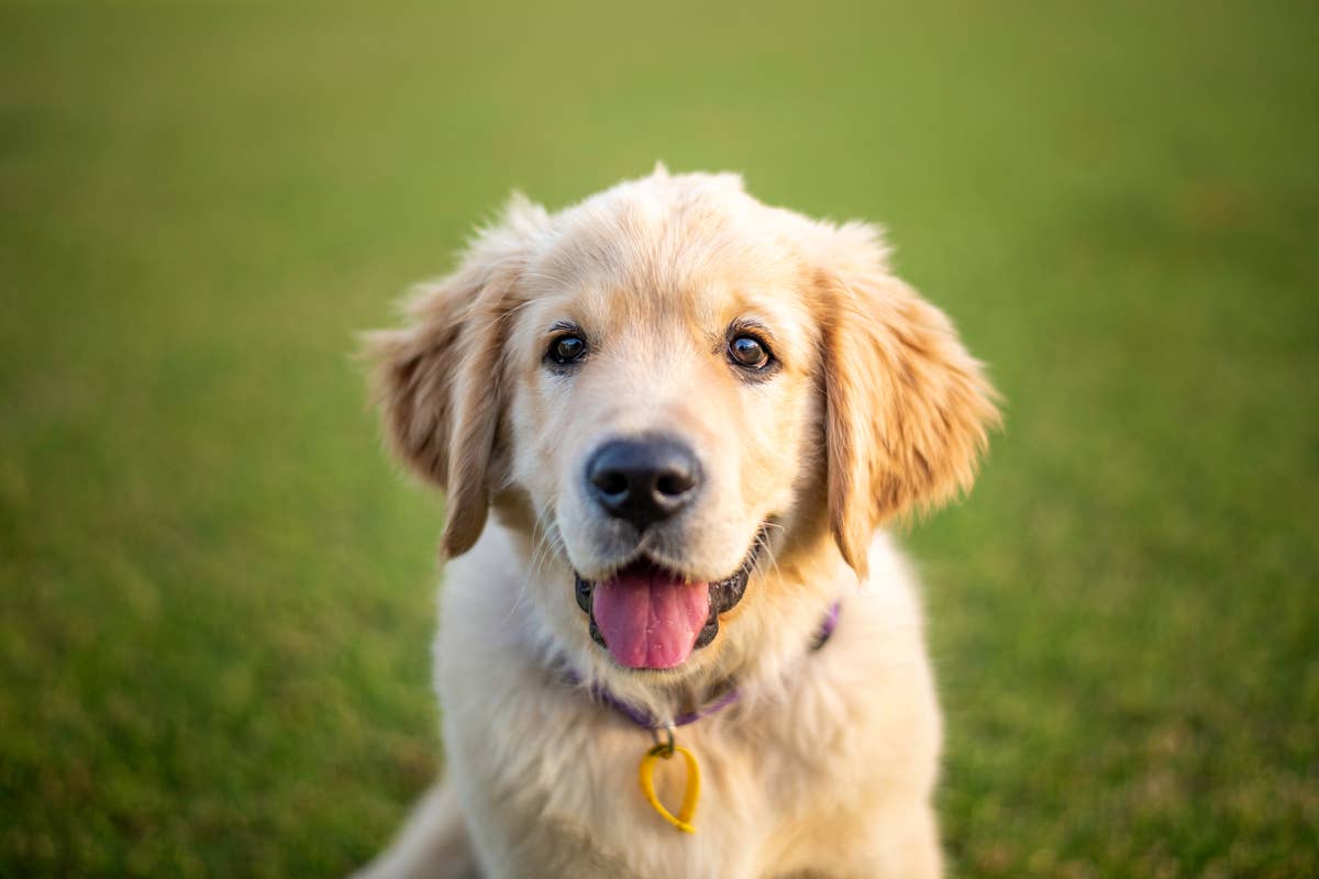Golden Puppy’s Dramatic Reaction to Leaving Grandma’s Is the Definition ...