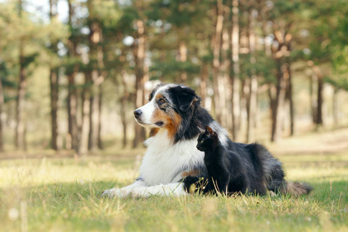 Australian Shepherd - PetHelpful