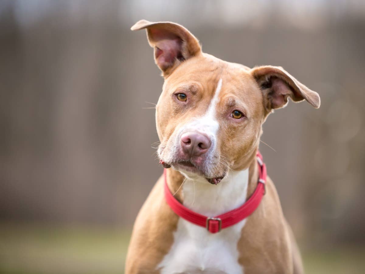 Arizona Humane Society Shares Video of a Long-Haired Pit Bull—and ...