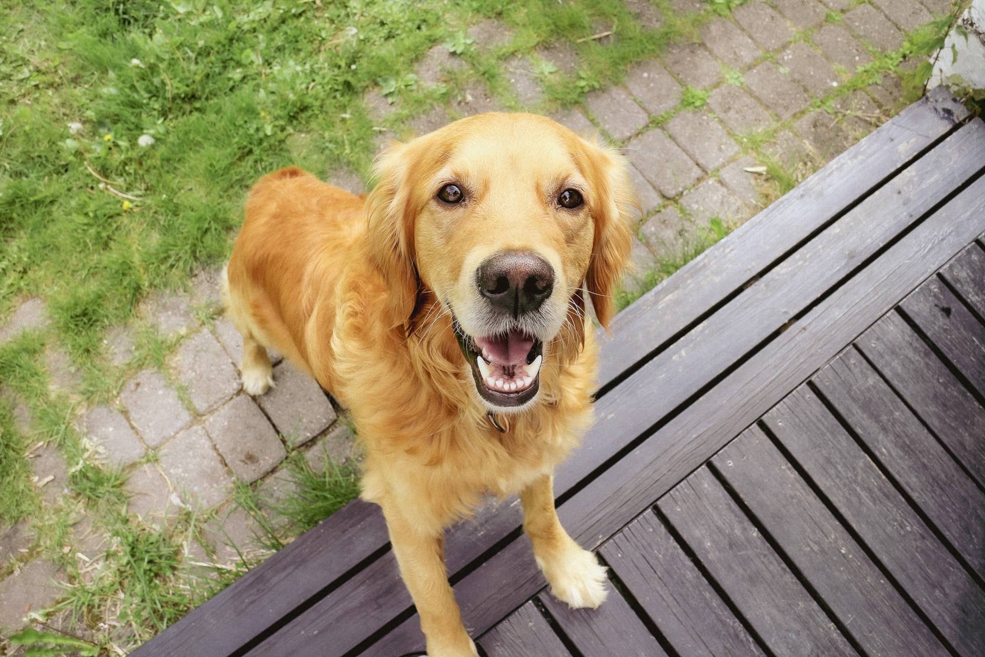 Golden Retriever's Grumpy Reaction to His New Haircut is So Relatable ...