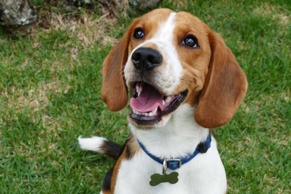 The Truth About Why Beagles Are Used in Animal Testing Is Heartbreaking ...