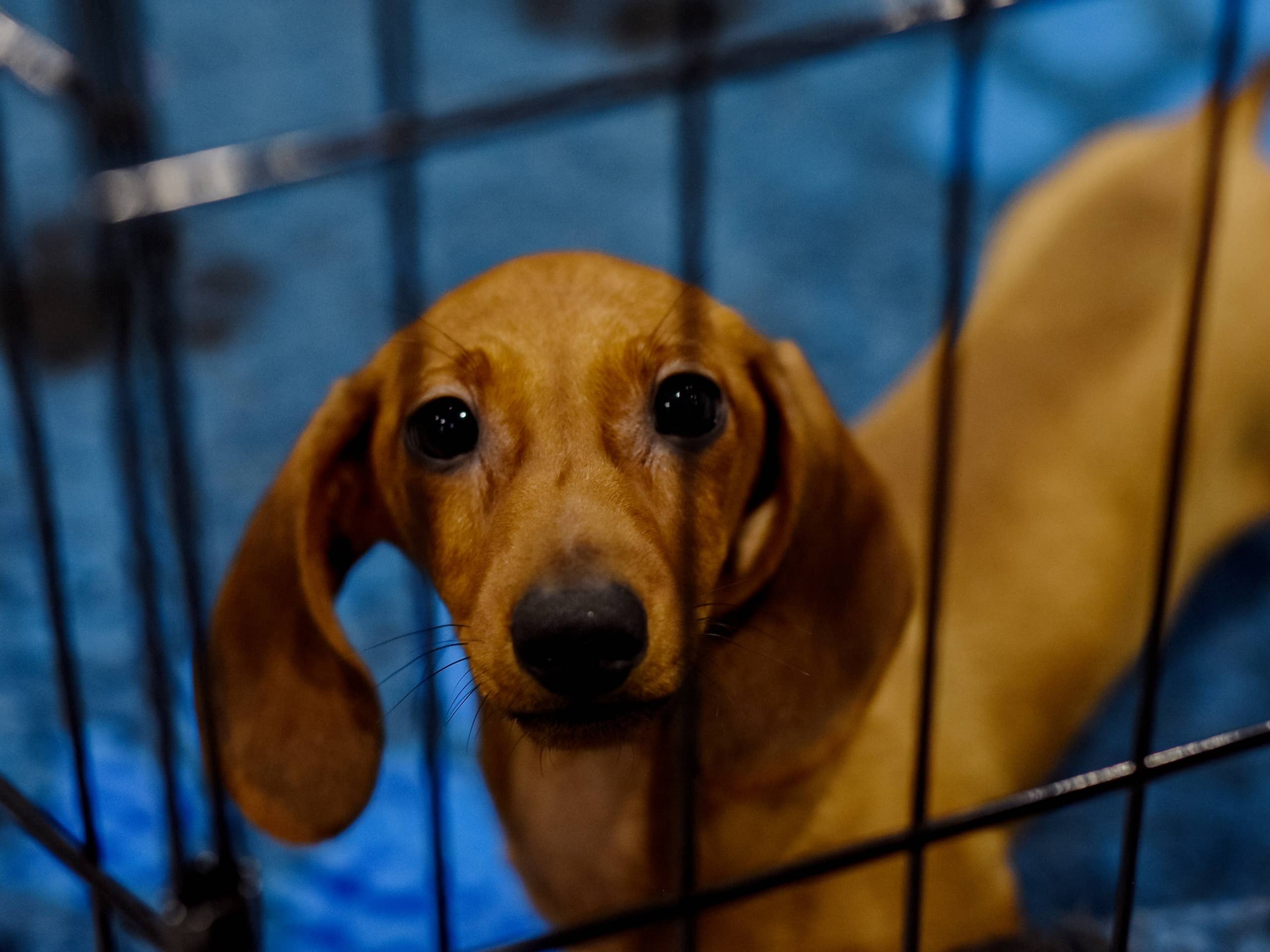 Scared Dachshund Mix Trembles at Shelter After Being Surrendered Over ...