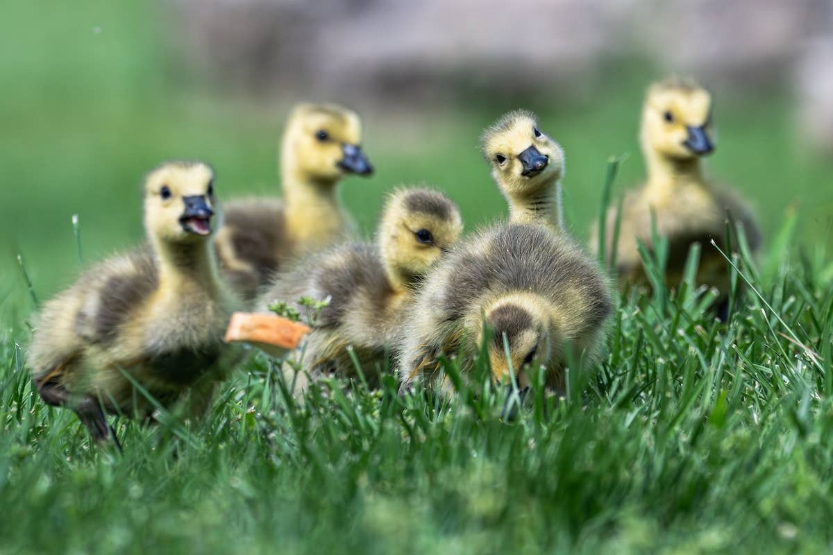 Tiny Baby Geese Get Blown Over by the Wind in Adorable Video - PetHelpful